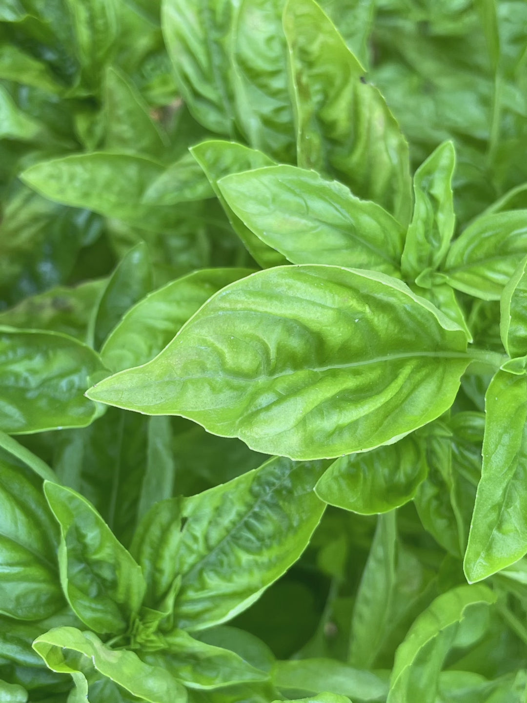 All Natural Vegan Popsicles - Ice cream – MOKIPOPS